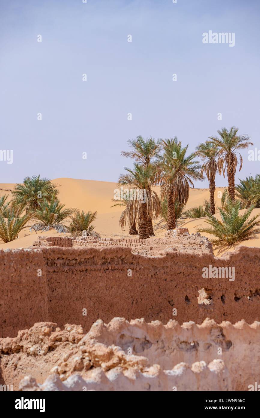 Timimoun Palmeai palms trees in the Algerian Desert Sahara Algeria ...