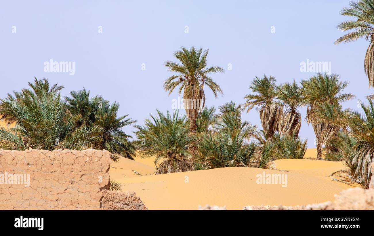 Timimoun Palmeai palms trees in the Algerian Desert Sahara Algeria ...