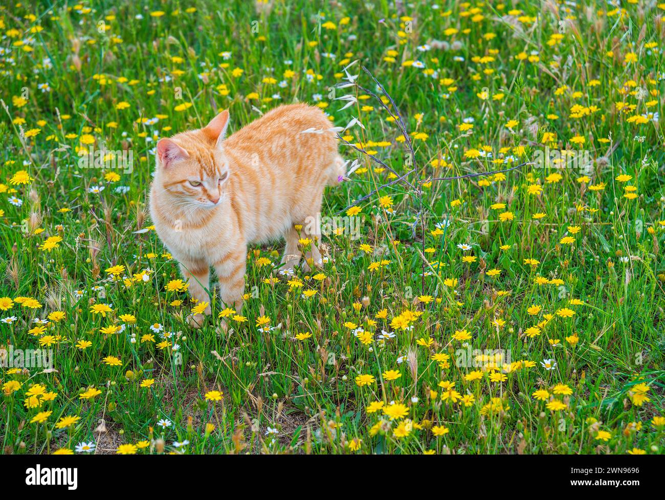 Orange tabby cat in the countryside Stock Photo - Alamy