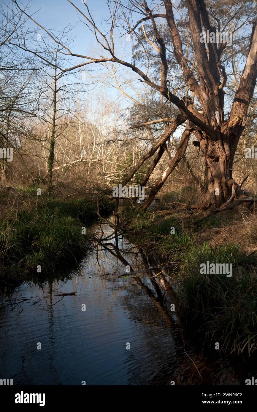 wetland morden hall park morden london england Stock Photo - Alamy