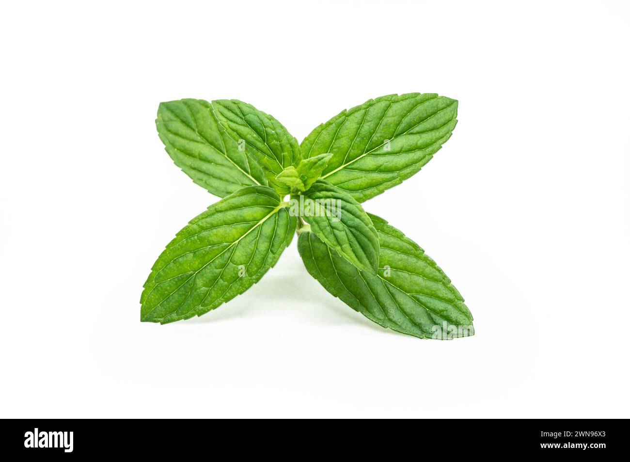 Fresh Organic Mint leaves isolated on white background, healthy green ...