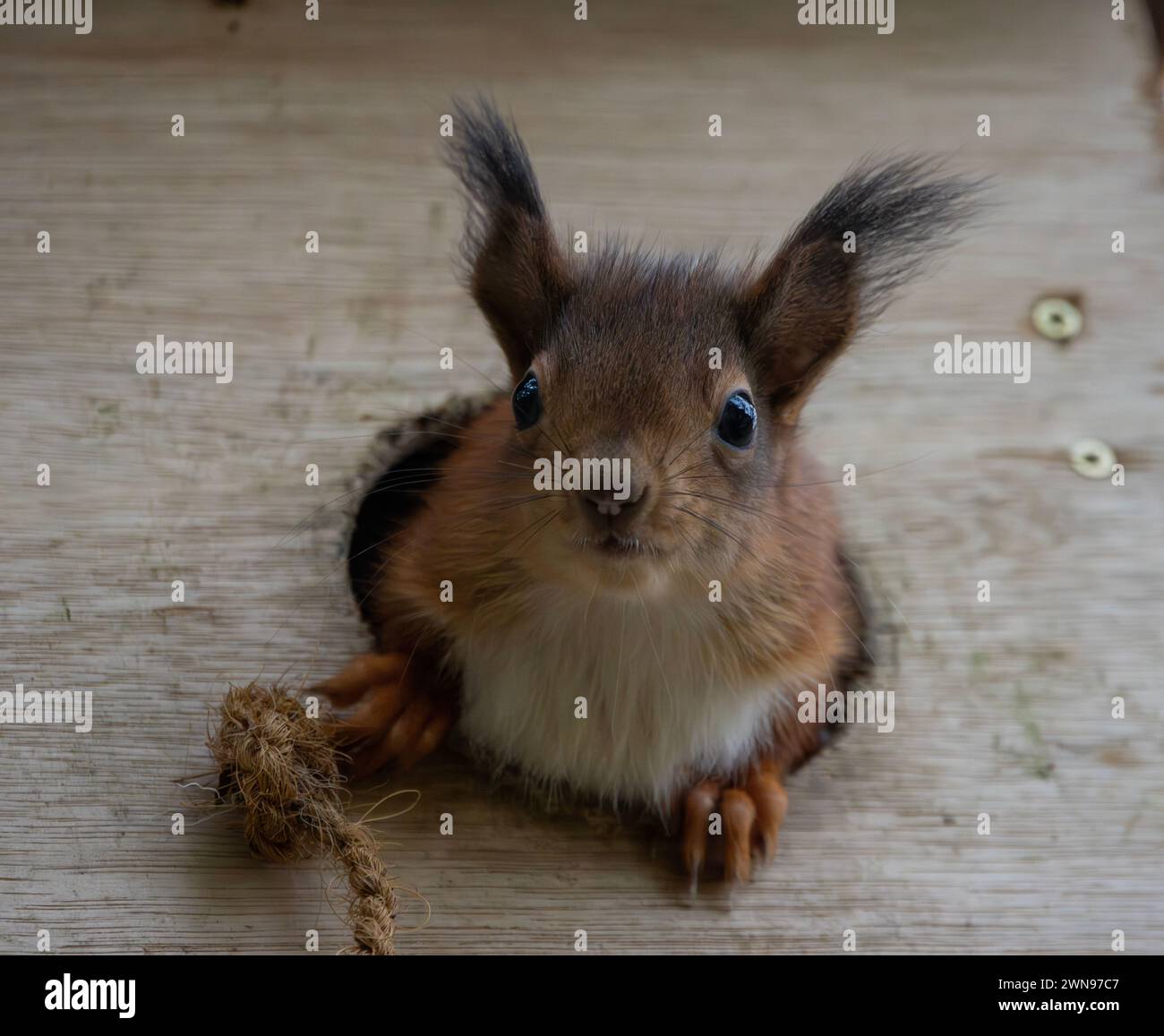 Baby red squirrel peeking out the squirrel box Stock Photo - Alamy