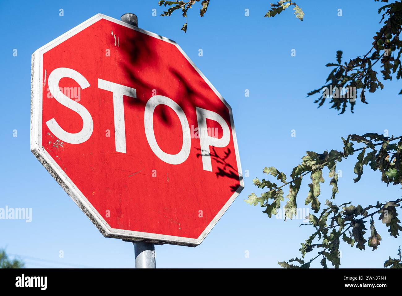 Red hexagonal stop sign on metal pole and oak leaves Stock Photo - Alamy