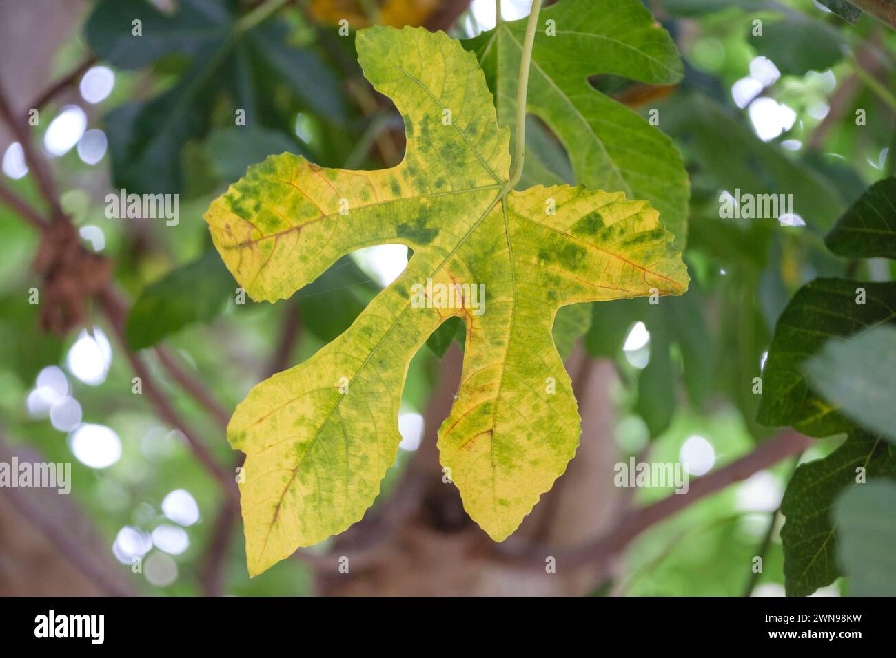 Fig tree dry leaves hi-res stock photography and images - Alamy