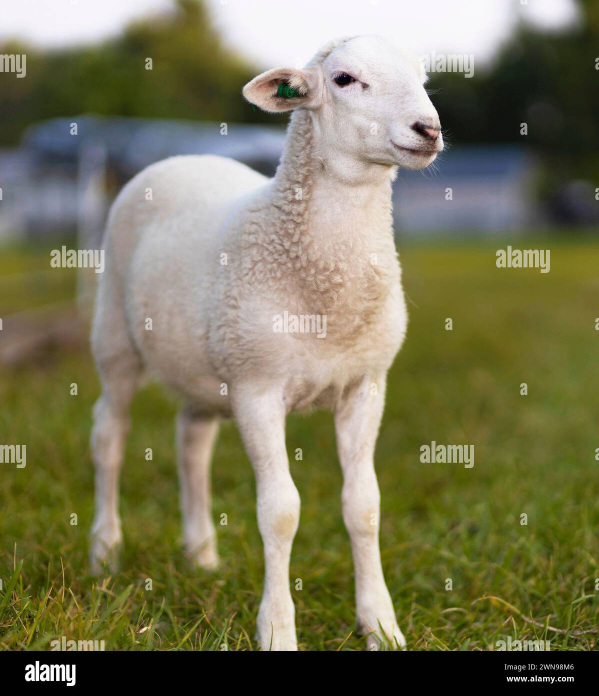 White sheep lamb striking a pose on a green pasture Stock Photo - Alamy