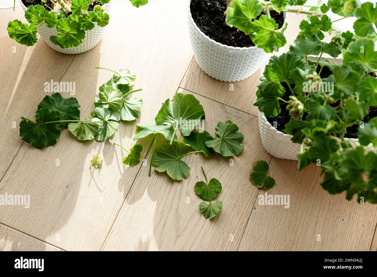 Pruning of cuttings and shoots of geranium and pelargonium in the ...