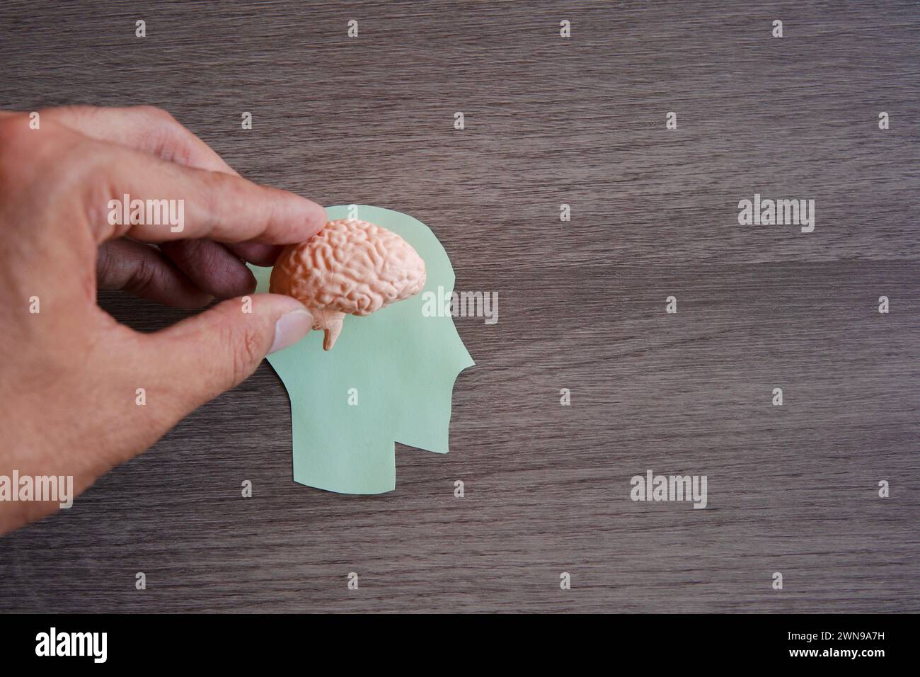 Human brain cut out hi-res stock photography and images - Alamy