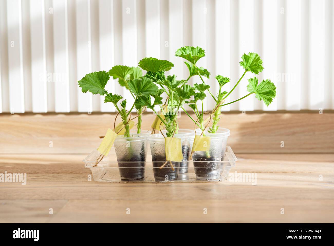 Cuttings and shoots of geranium and pelargonium plants standing at soil ...