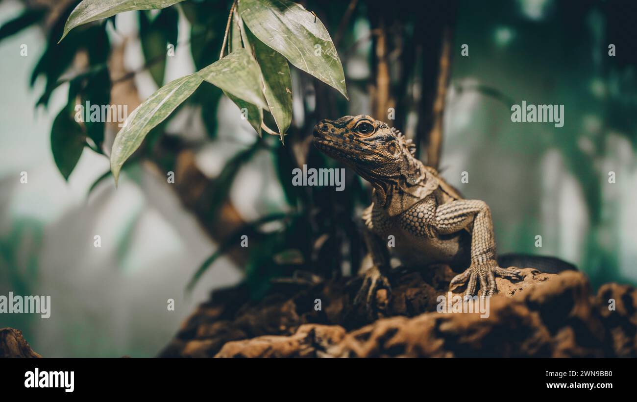 Reptile wildlife shot hi-res stock photography and images - Alamy