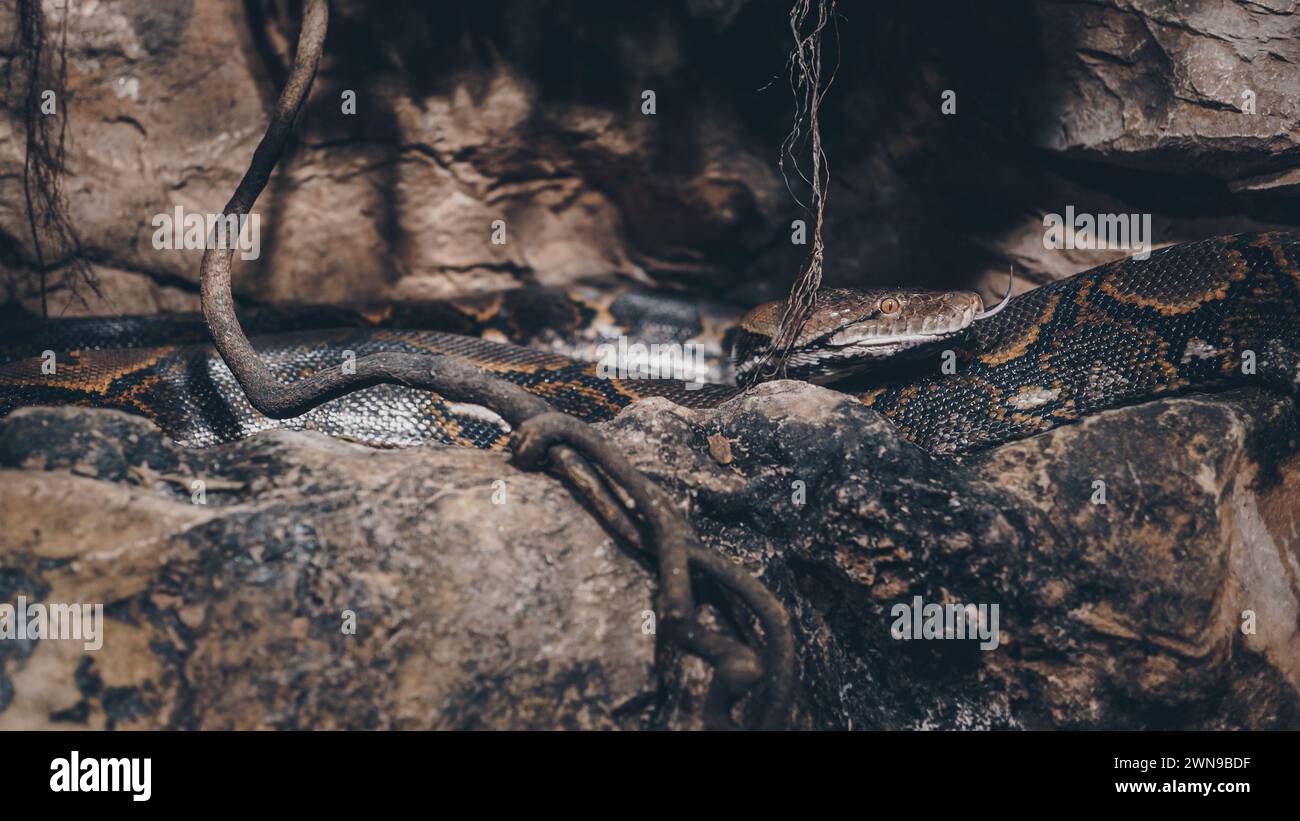 Grass snake close up shot hi-res stock photography and images - Alamy