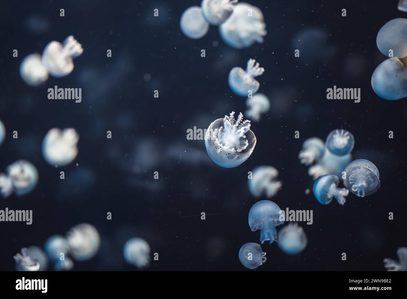 Small medusa moon jellyfish in aquarium sea life Stock Photo - Alamy