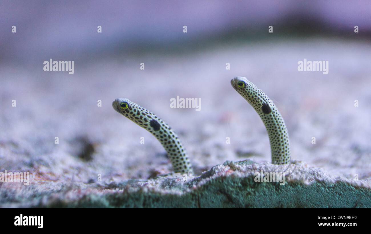Heteroconger hassi Spotted garden eel fish out of sand in individual ...
