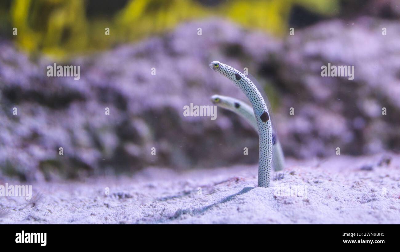 Heteroconger hassi Spotted garden eel fish out of sand in individual ...