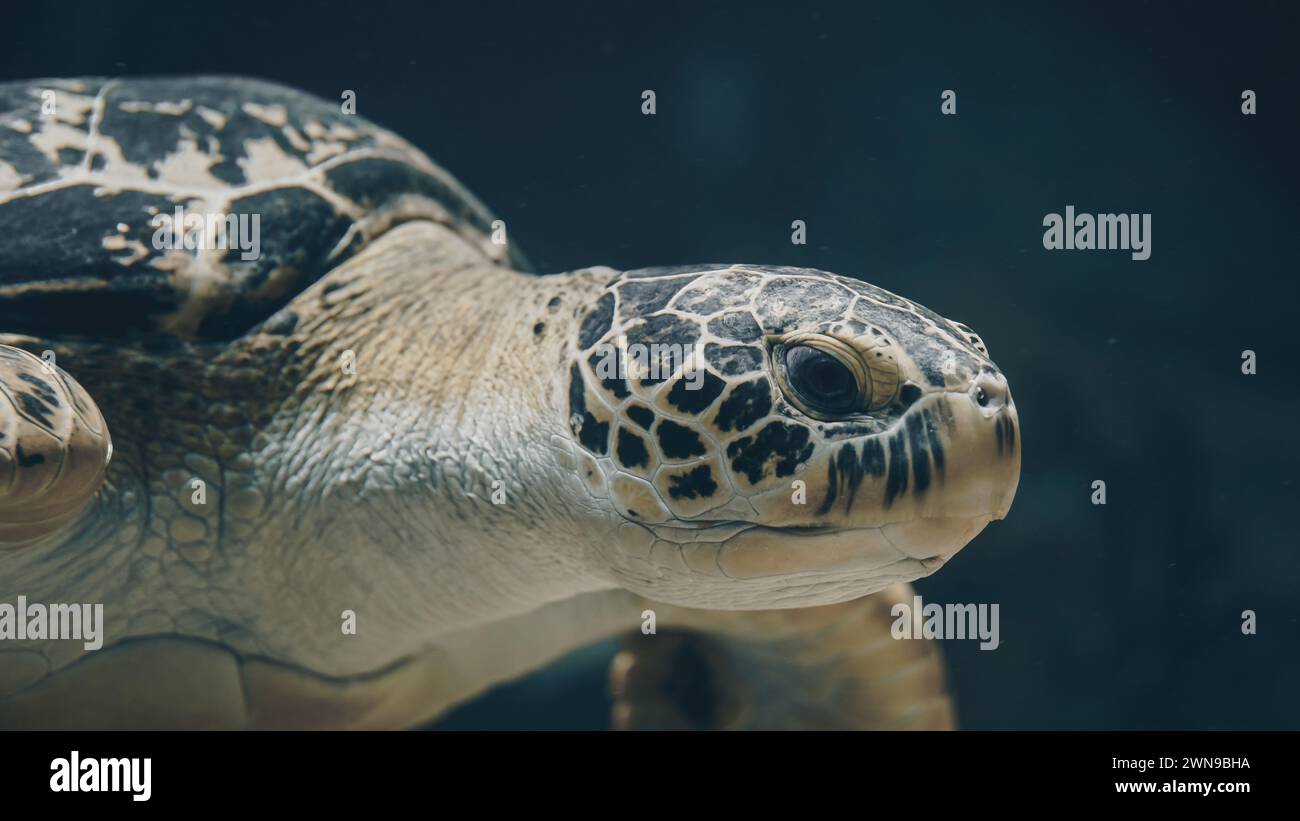 Underwater portrait turtle swimming hi-res stock photography and images ...