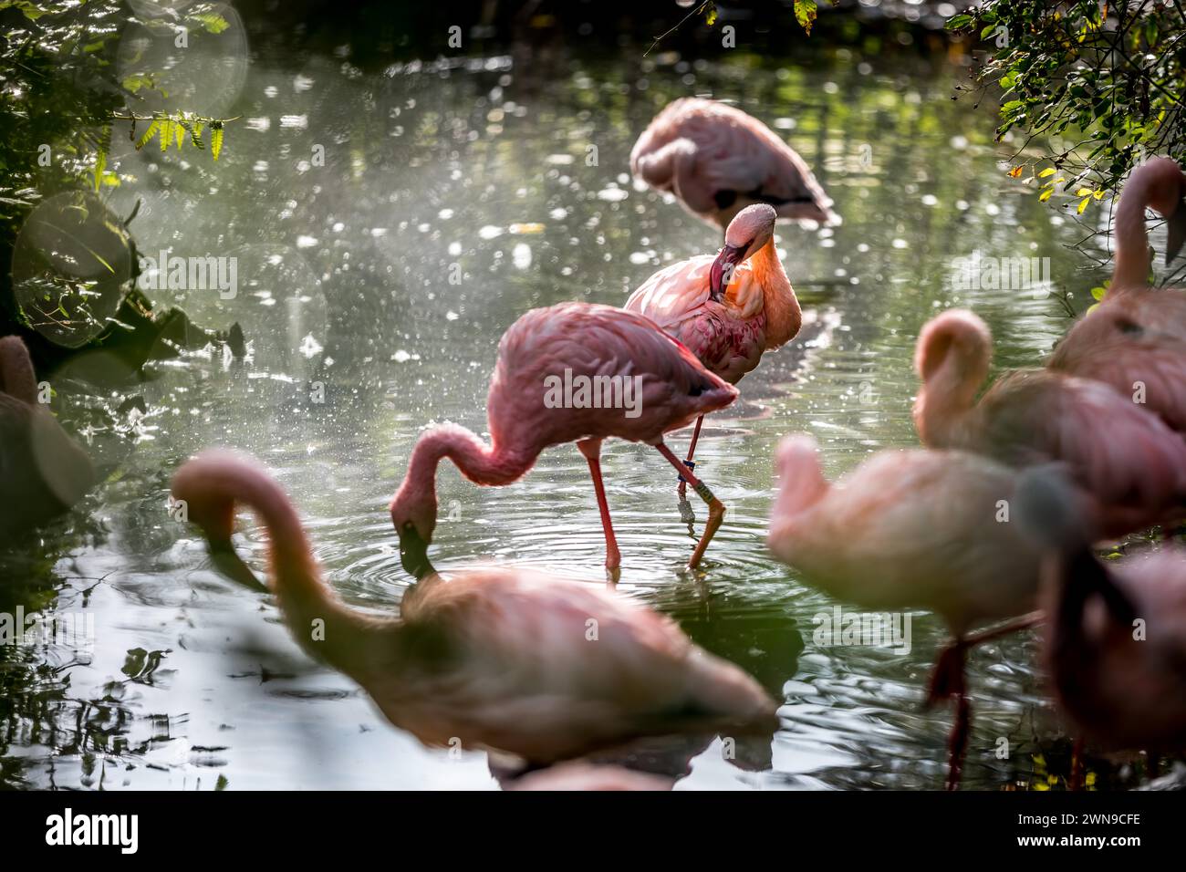 Flamingo beak hi-res stock photography and images - Alamy