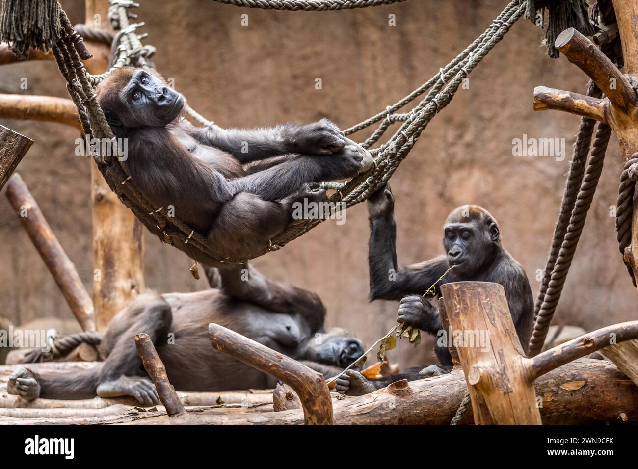 Gorilla social structure hi-res stock photography and images - Alamy