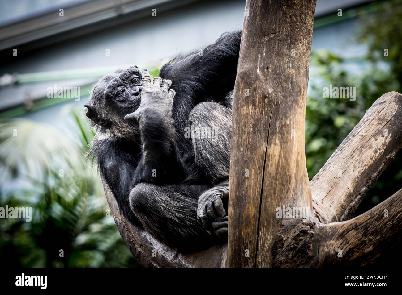 Chimpanzees tree hi-res stock photography and images - Alamy