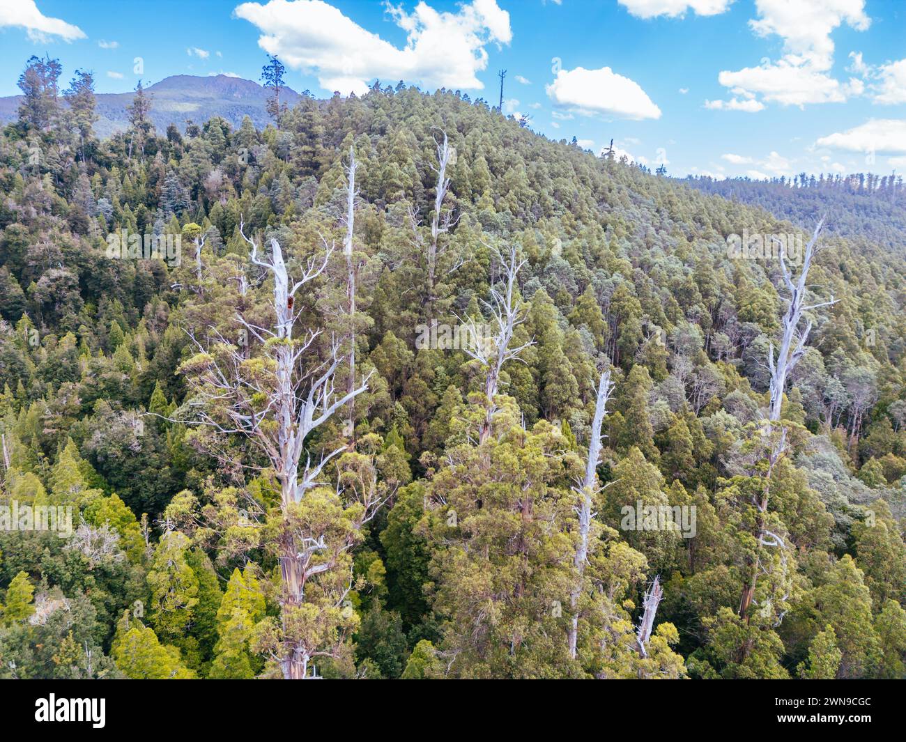Old Growth Forest Logging in Styx Valley Tasmania Australia Stock Photo ...
