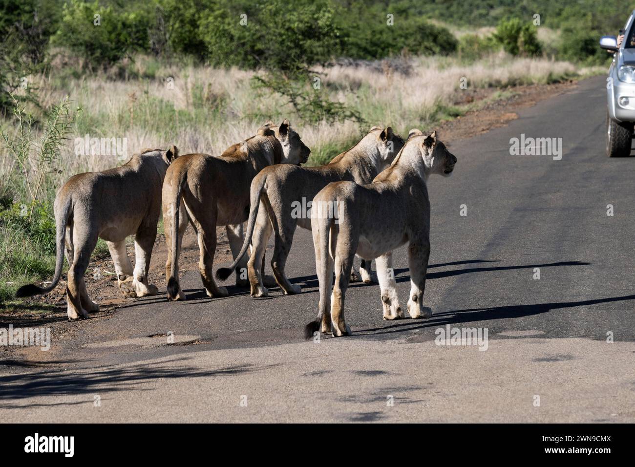 Lions (Panthera leo) on national park road with cars, Pilanesberg ...