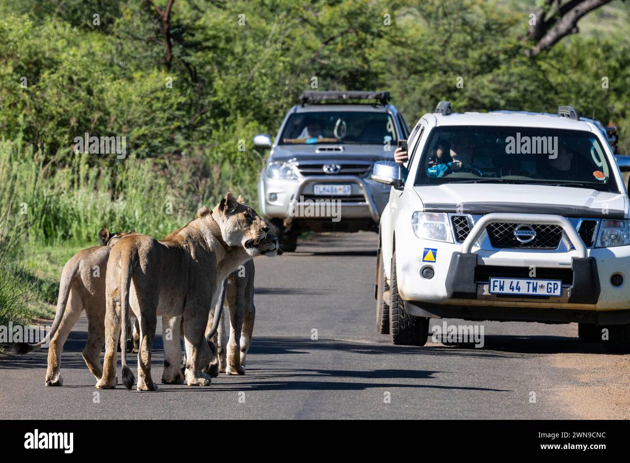 Lions (Panthera leo) on national park road with cars, Pilanesberg ...