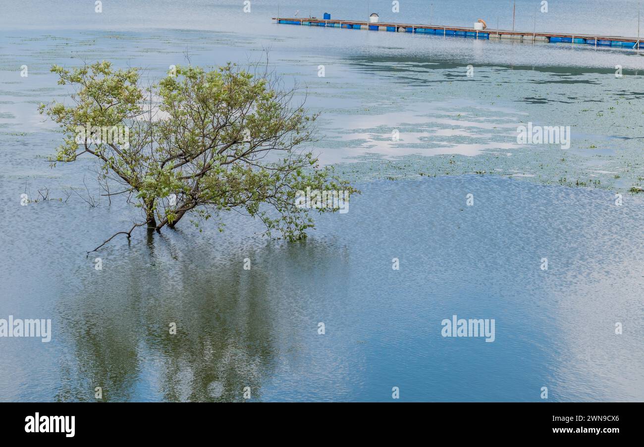 Small tree in lake with trunk submerged under water after heavy rains ...