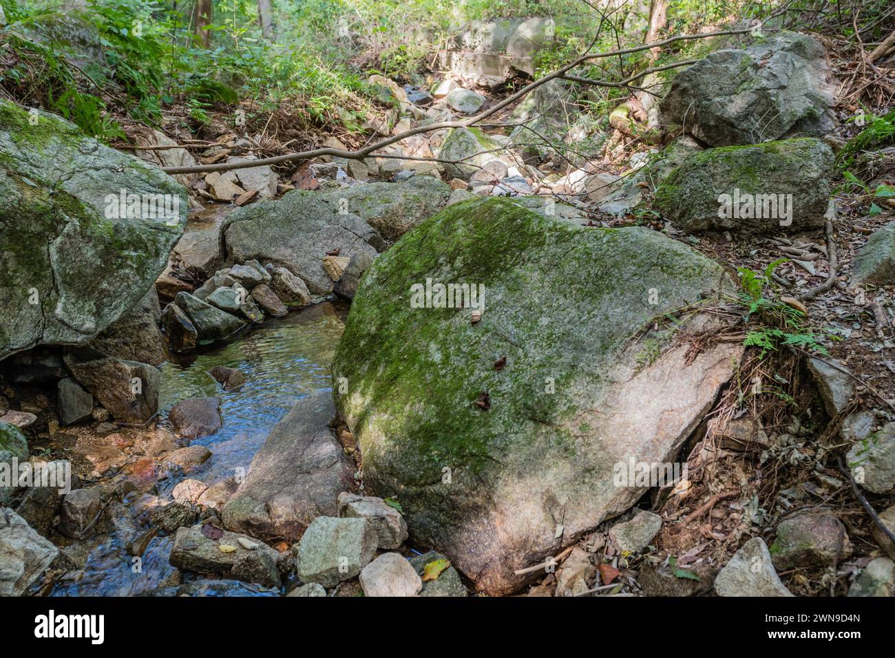 Mountain stream flowing through underbrush and large boulders in South ...