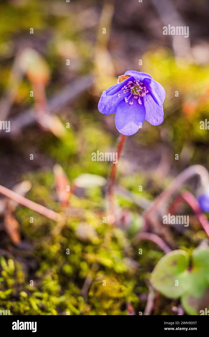 The flower of a liverwort (Hepatica nobilis) in spring in the forest ...