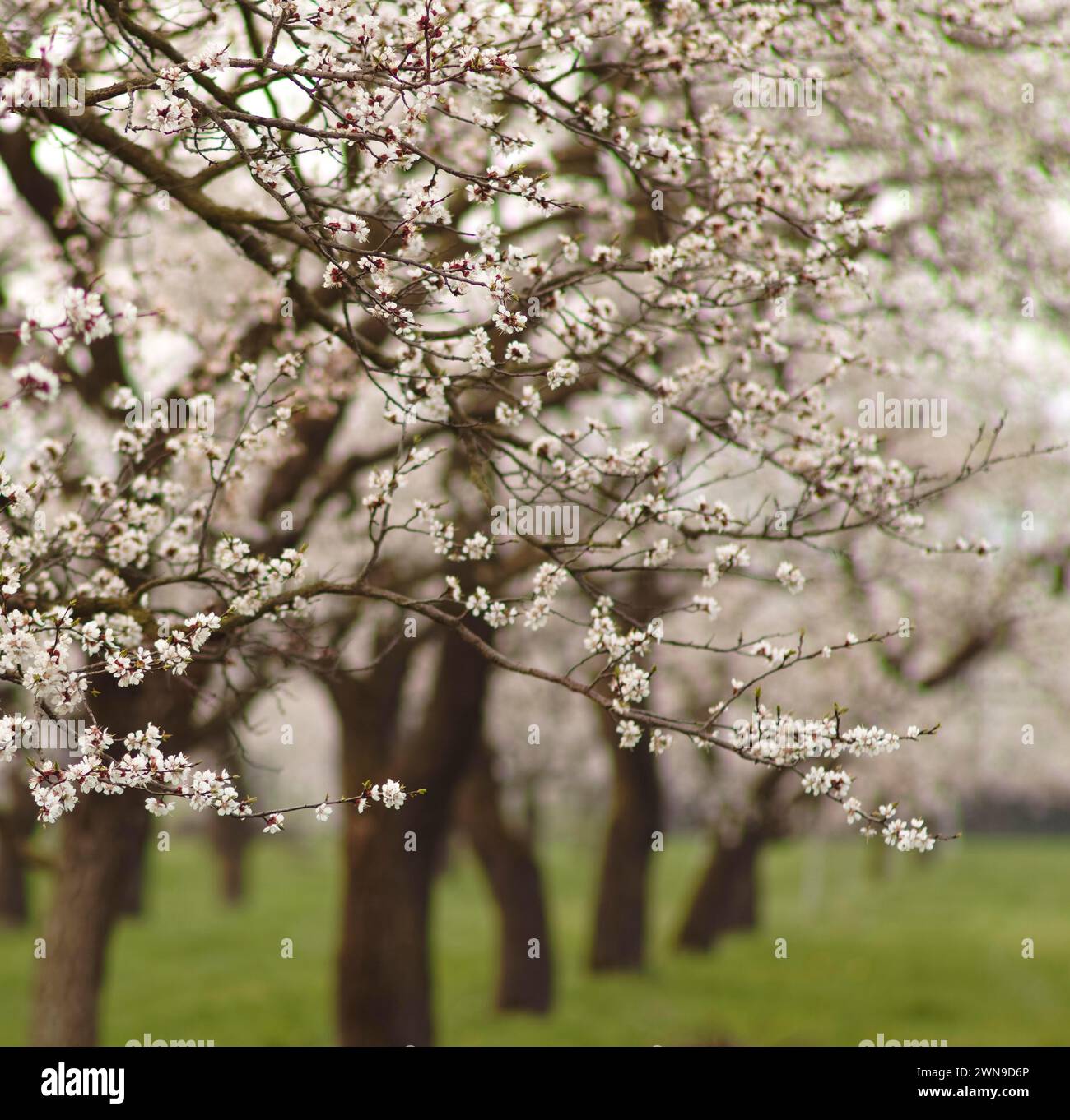 Delicate cherry blossoms on trees that convey a feeling of peaceful ...