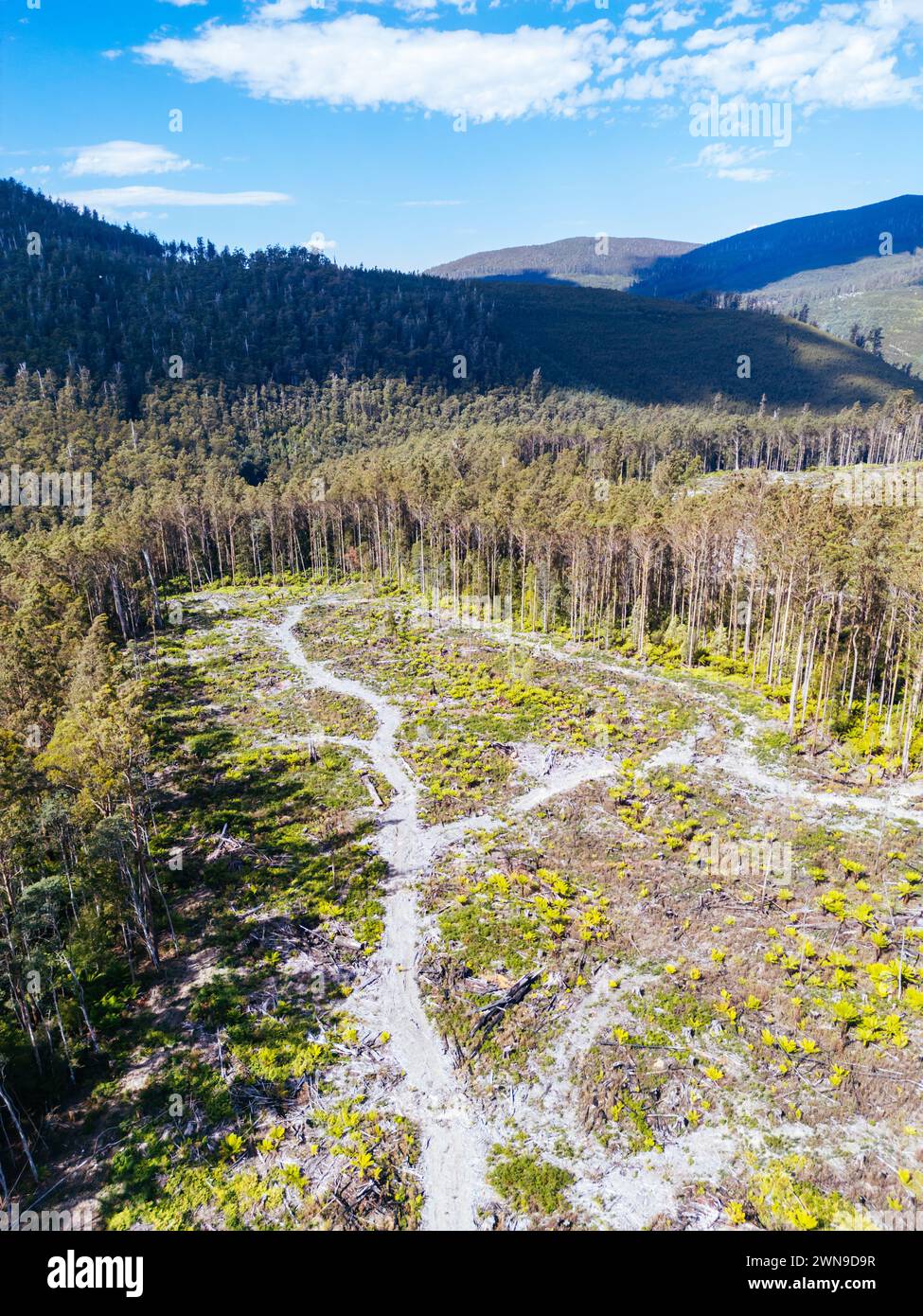 Old Growth Forest Logging in Styx Valley Tasmania Australia Stock Photo ...