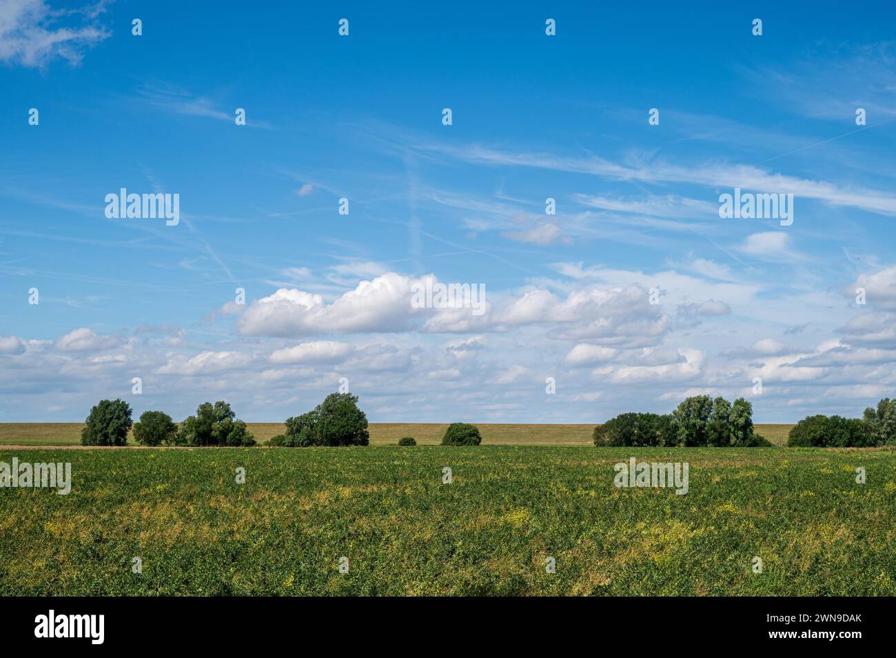 Wide field under blue sky with fluffy clouds, radiates peace, Dollart ...