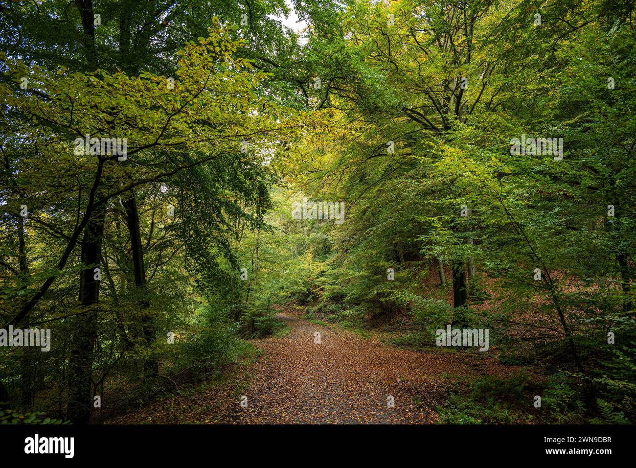 A peaceful forest path surrounded by trees with green and autumnal ...