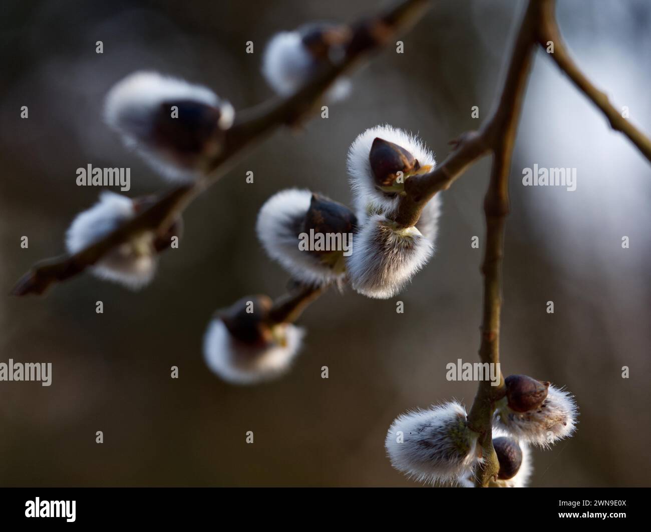 Willow catkins (Salix caprea Stock Photo - Alamy