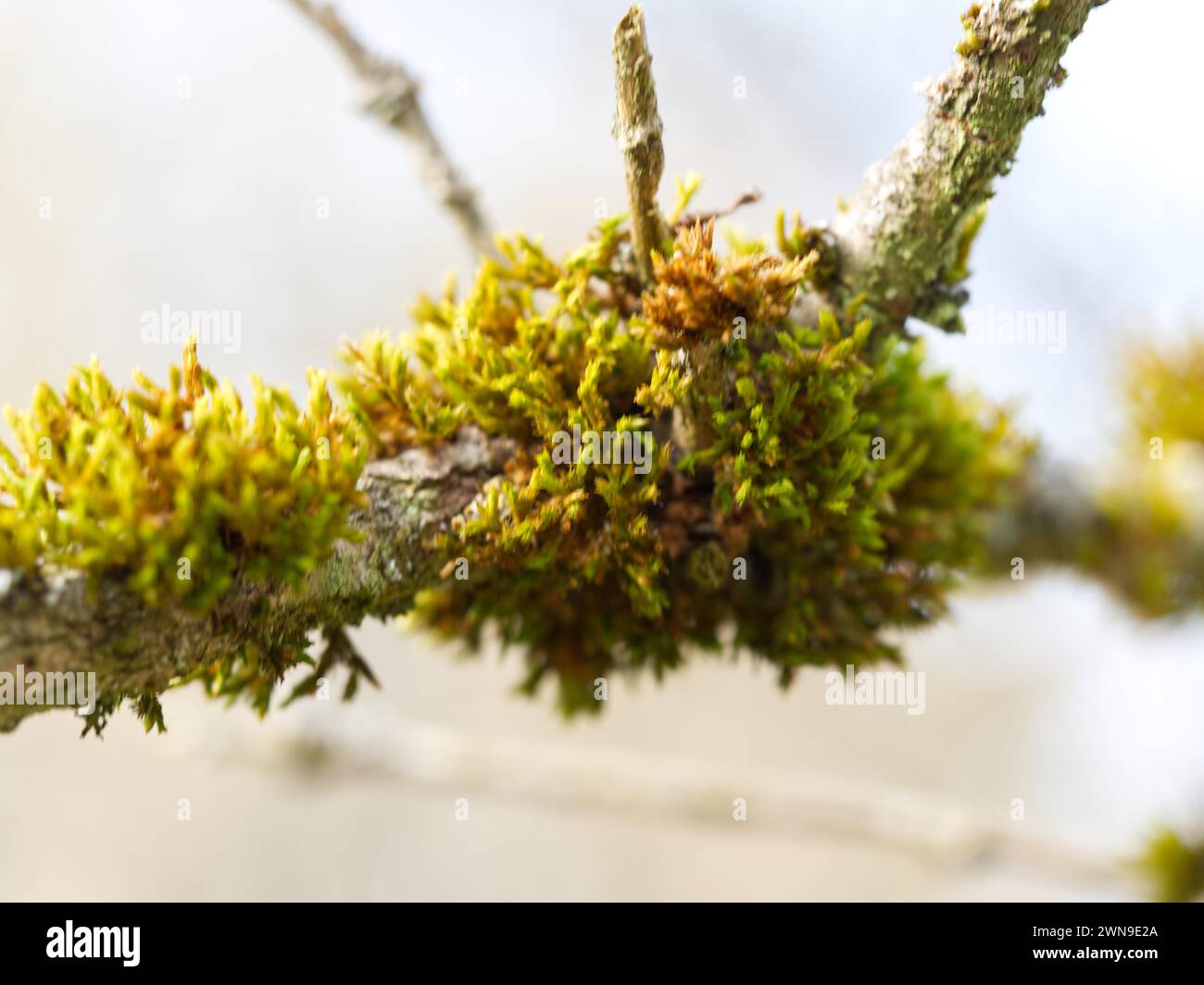 Deciduous moss (Bryophyta) on an elder branch (Salix caprea Stock Photo ...