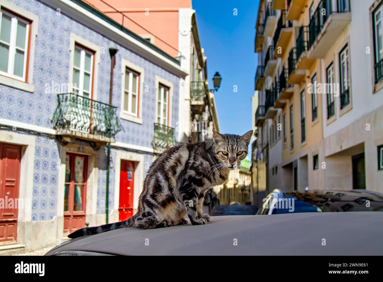 A cat sits atop a car on a cobblestone street with tiled building ...