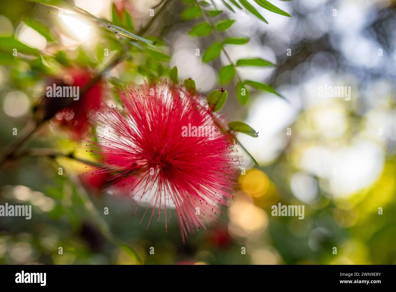 Fluffy red flowers of red powder puff. Green leaves background Stock ...