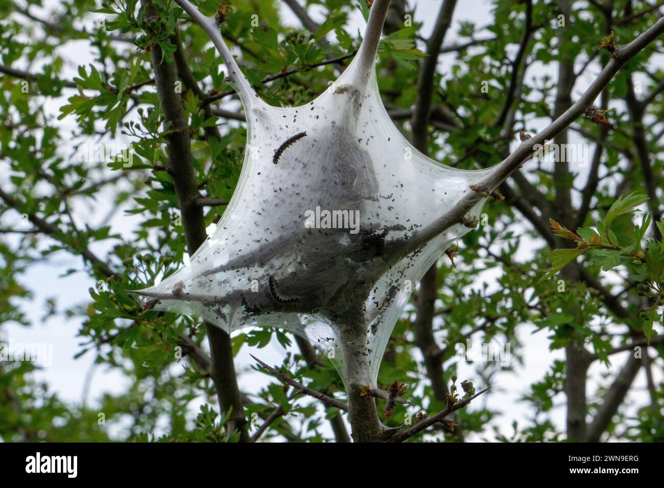 Spider texture hi-res stock photography and images - Alamy