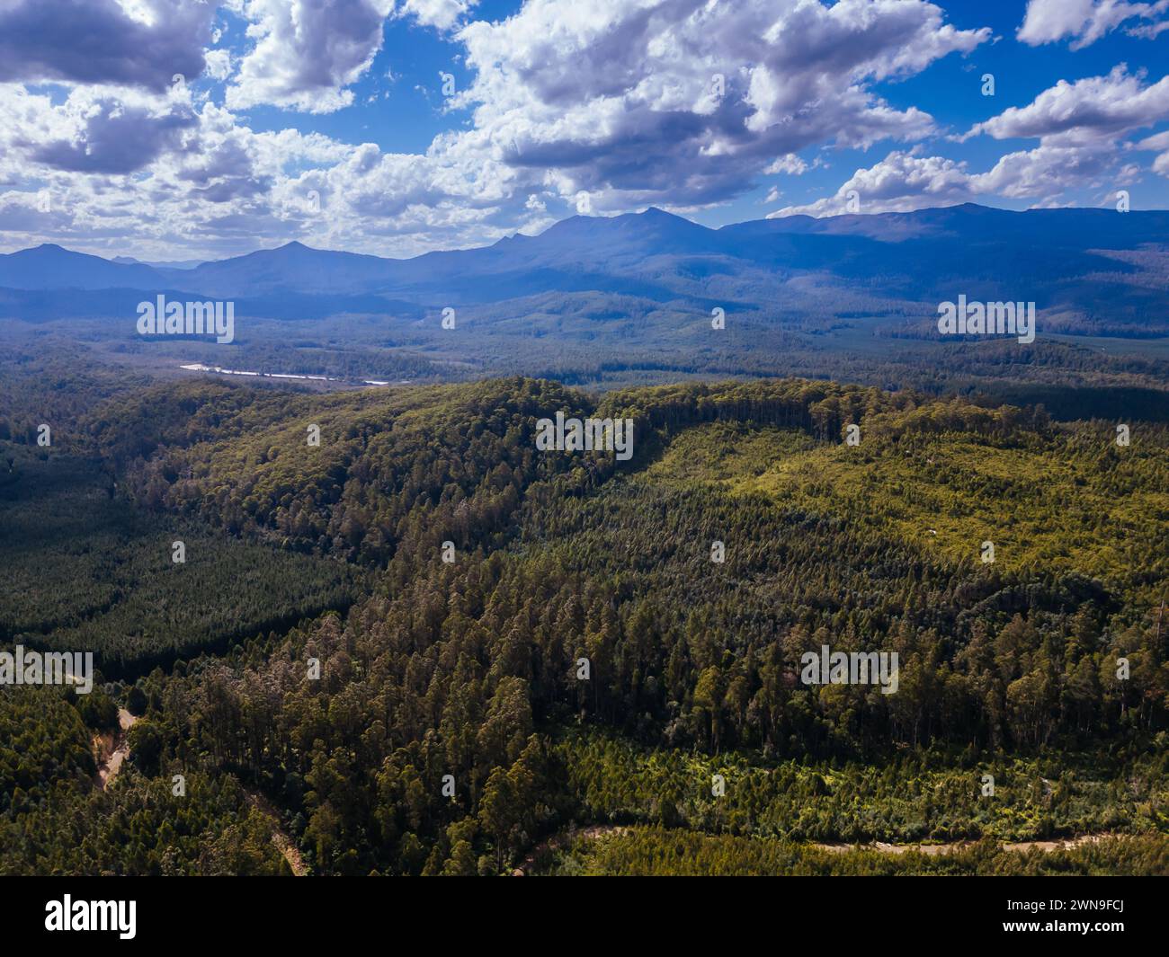 Old Growth Forest Logging in Styx Valley Tasmania Australia Stock Photo ...