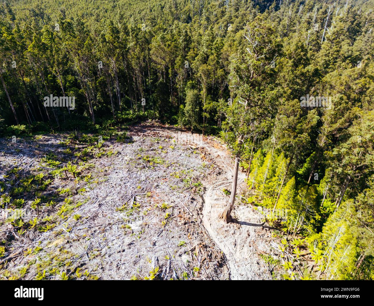 Old Growth Forest Logging in Styx Valley Tasmania Australia Stock Photo ...