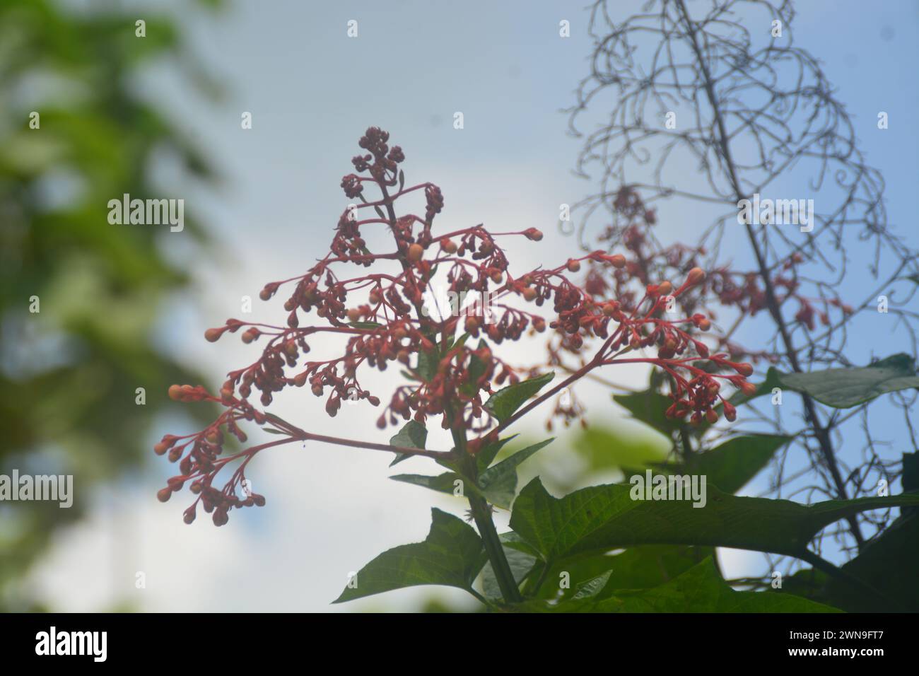 close-up view of a pretty pagoda flower. the color is red and has a ...
