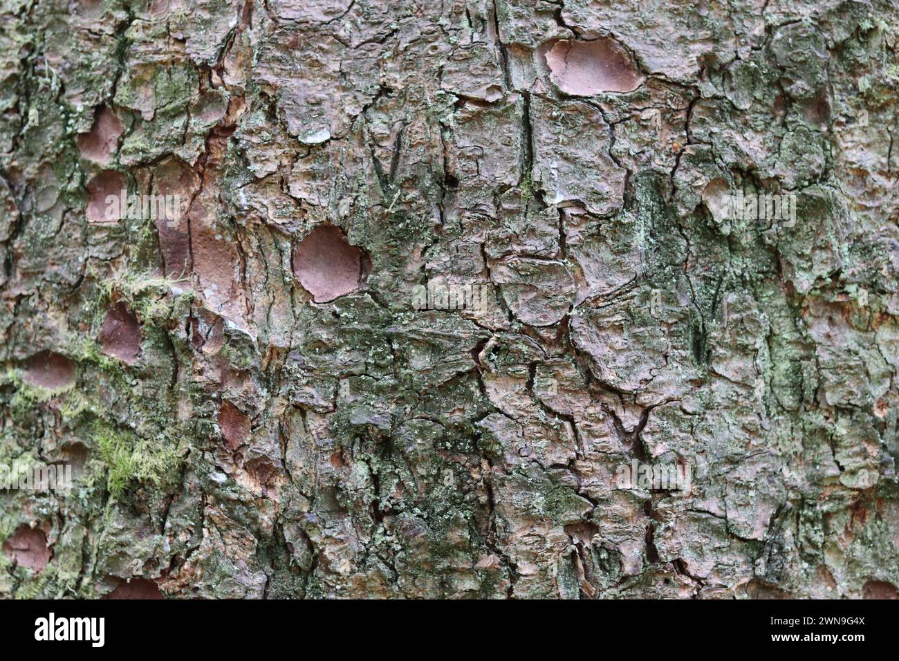 Close up of conifer tree bark Stock Photo - Alamy