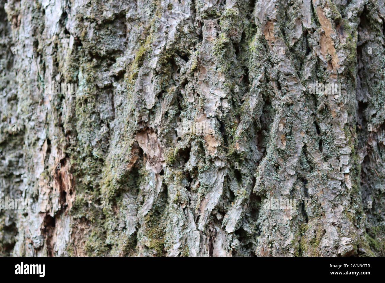 Redwood tree close up hi-res stock photography and images - Alamy