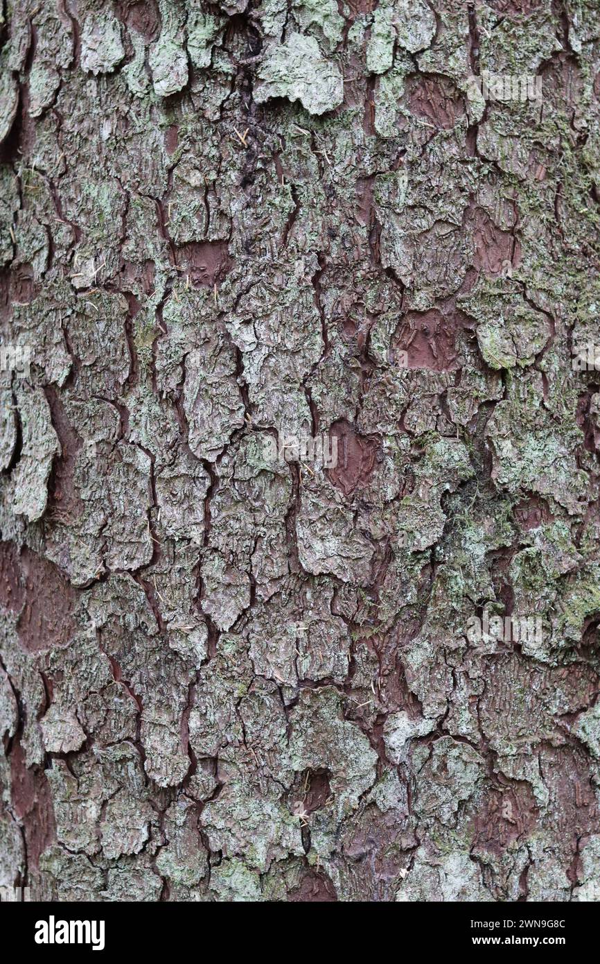 Conifer backdrop hi-res stock photography and images - Alamy