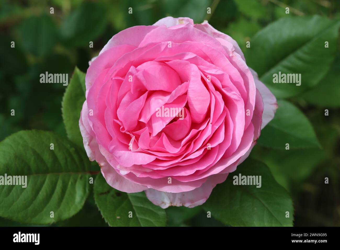 Light pink rose head hi-res stock photography and images - Alamy