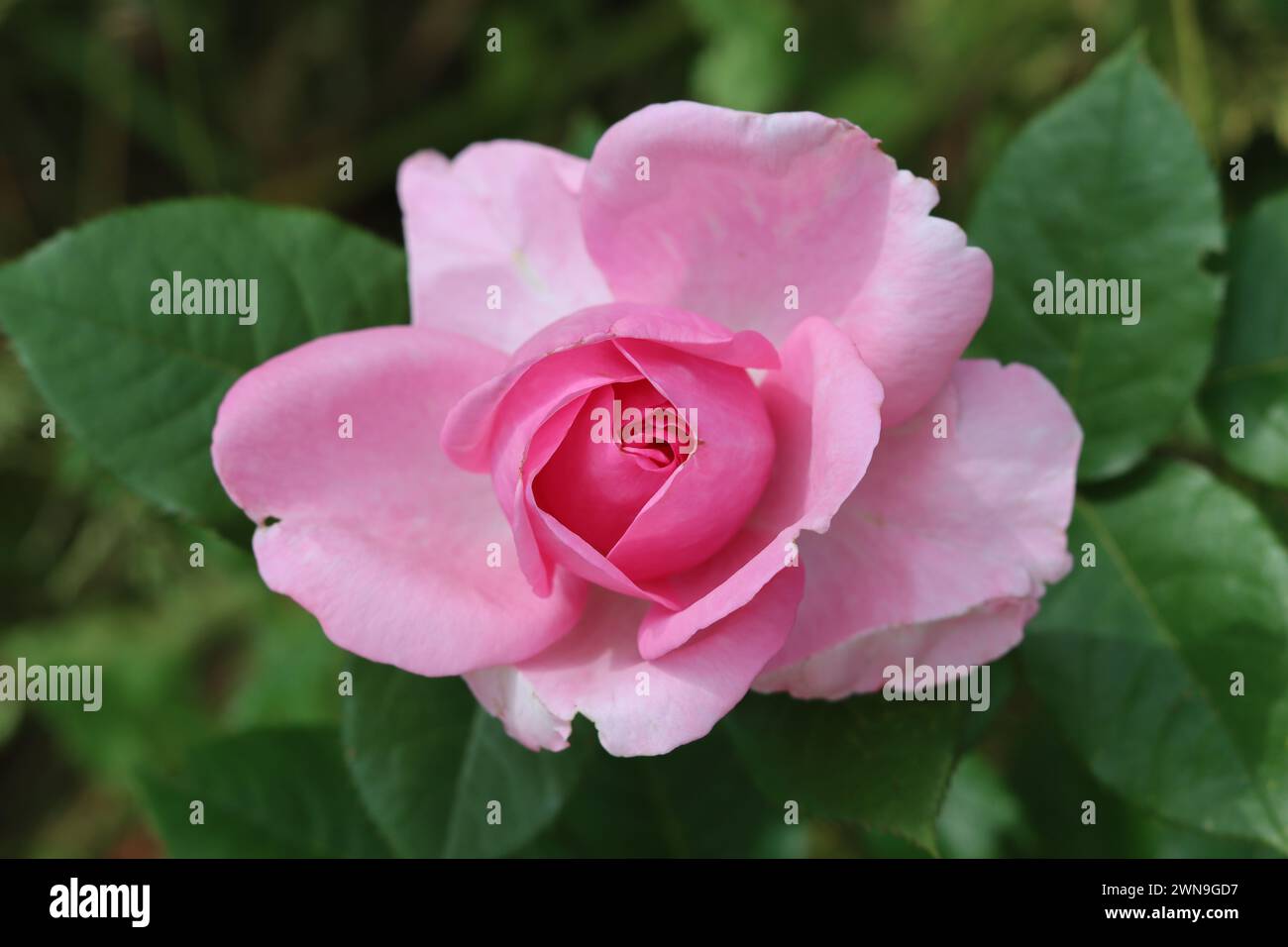 Close up opening pink rose hi-res stock photography and images - Alamy