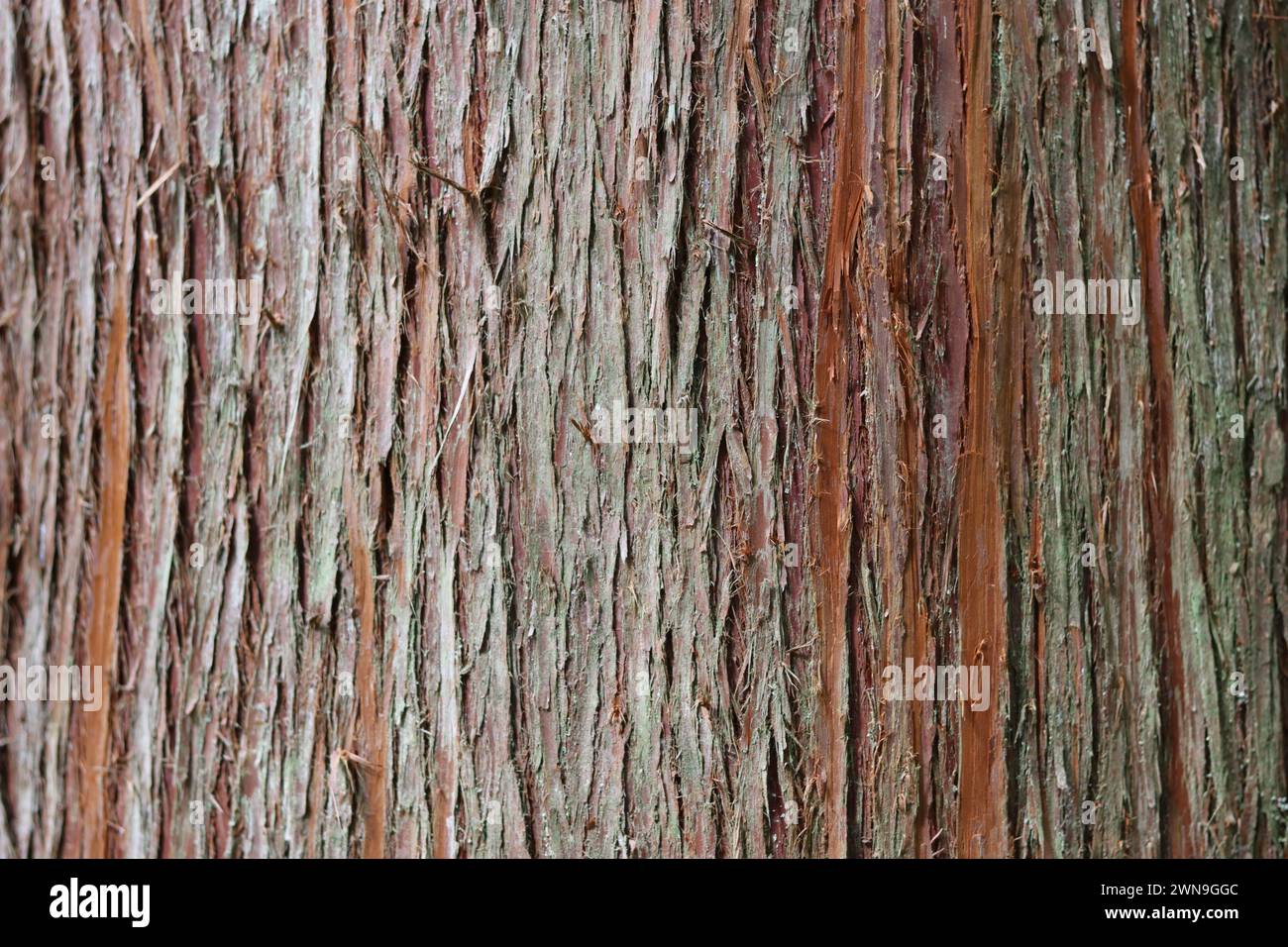 Japanese red cedar tree hi-res stock photography and images - Alamy