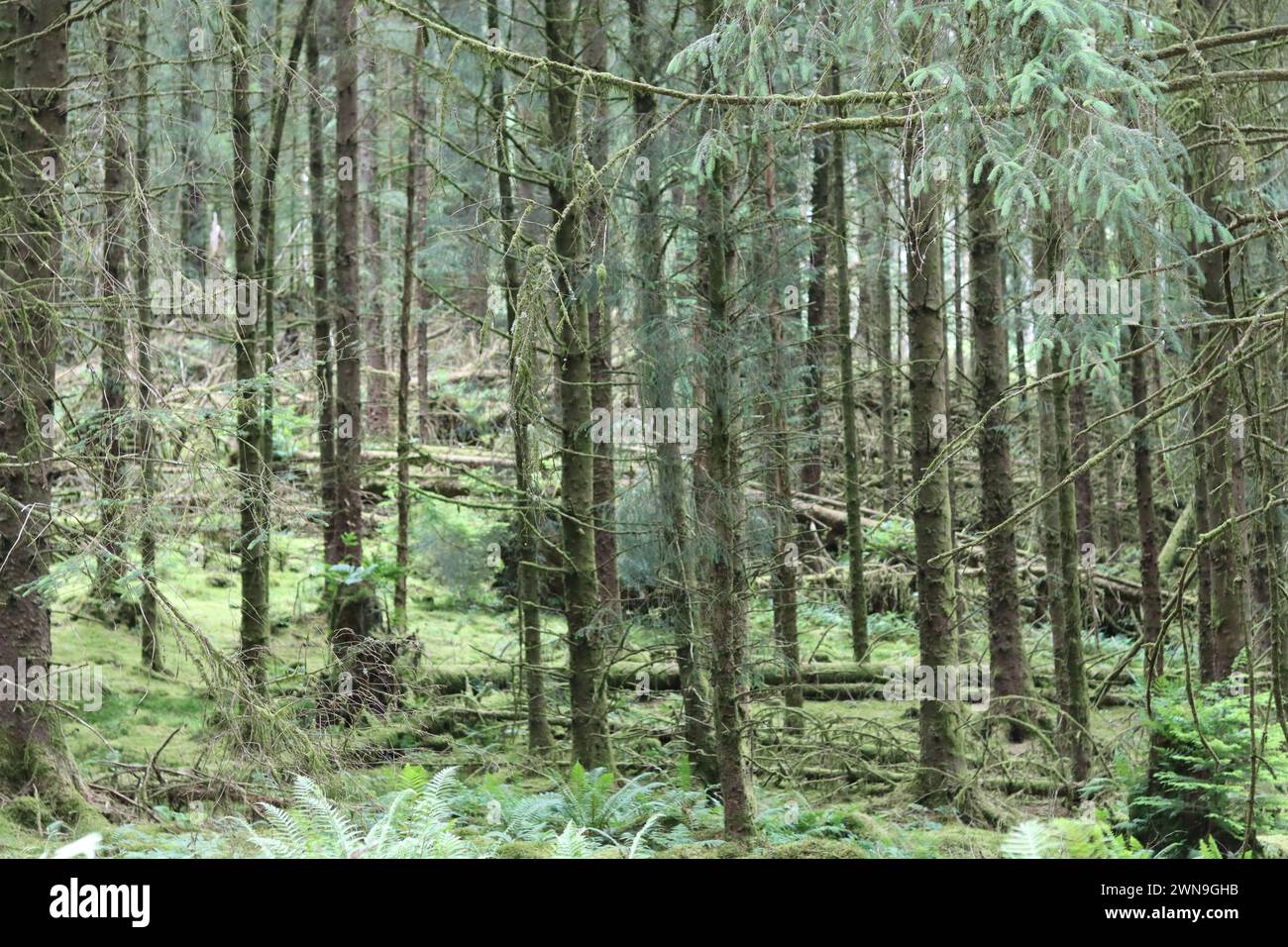View through tall pine tree trunks in a woodland Stock Photo - Alamy