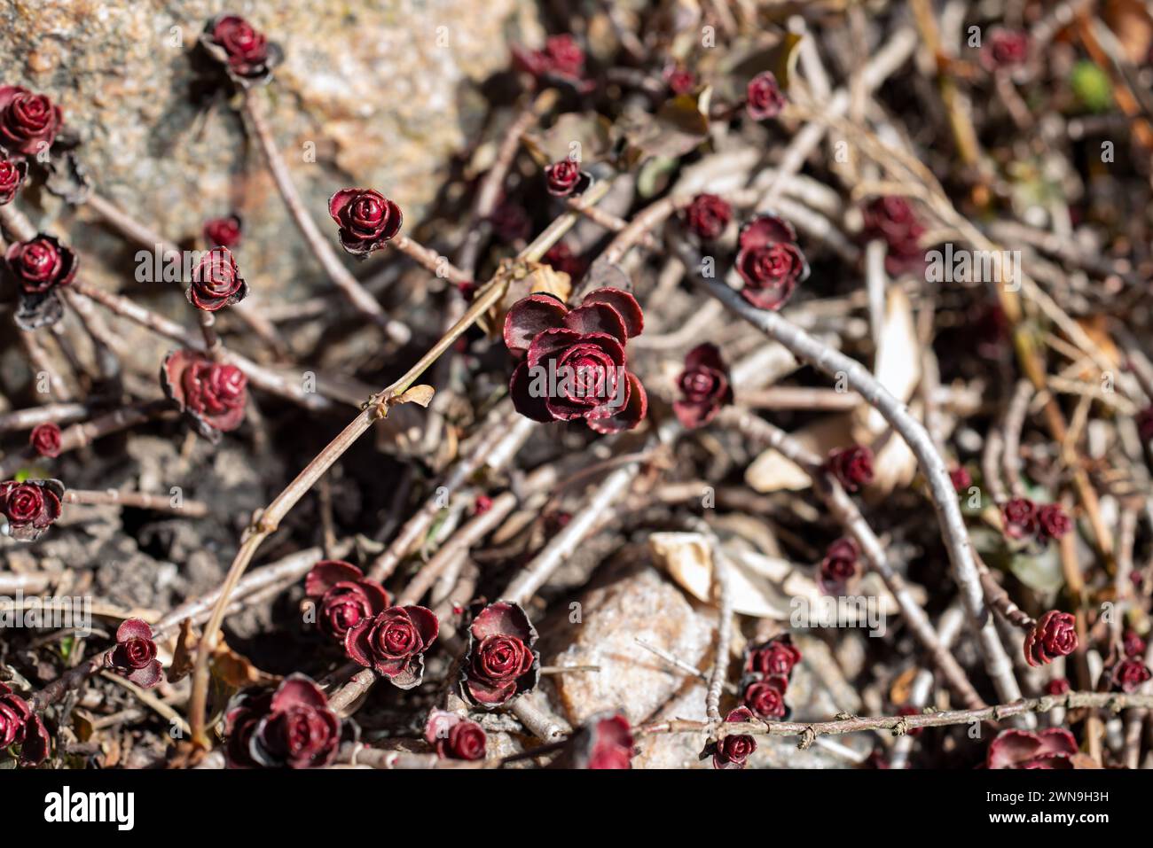 A beautiful burgundy-red rose-shaped leaves Sedum spurium on a rock in ...