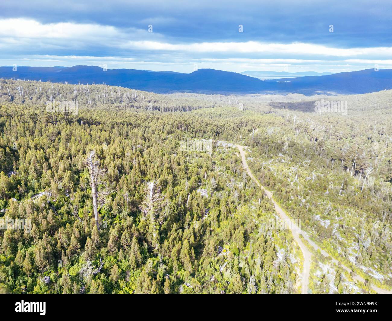 Old Growth Logging in Southwest National Park Tasmania Australia Stock ...