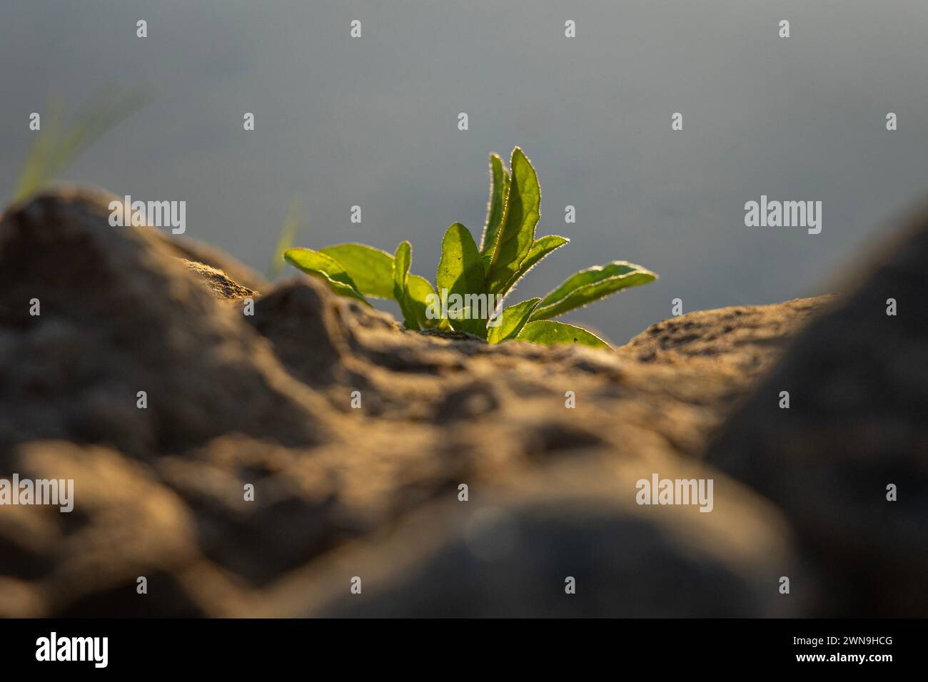 Small flowers and plants from Oasis of Dubai Stock Photo - Alamy