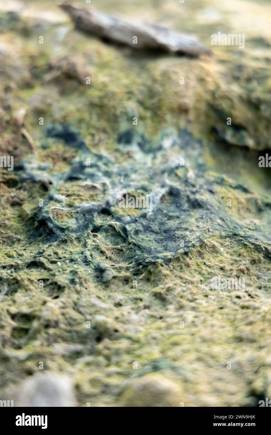 Mosses view early morning desert oasis Stock Photo - Alamy